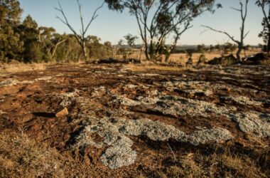 Rare earths and the appeal of ionic clays - Australian Mining